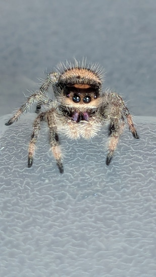 Super Peach Hybrid Regal Jumping Spider by Carl's jumping spiders