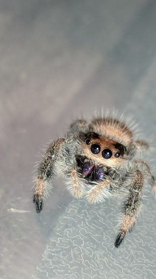 Super Peach Hybrid Regal Jumping Spider by Carl's jumping spiders