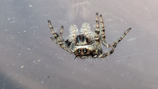 Northern White Otiosus Jumping Spider by Carl's jumping spiders