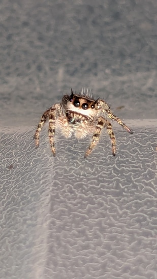 Northern White Otiosus Jumping Spider by Carl's jumping spiders