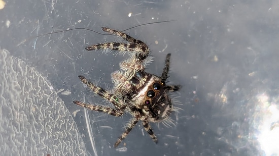 Northern White Otiosus Jumping Spider by Carl's jumping spiders