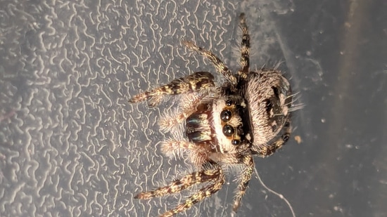 Northern White Otiosus Jumping Spider by Carl's jumping spiders