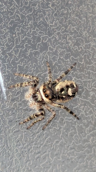 Northern White Otiosus Jumping Spider by Carl's jumping spiders