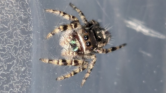 Northern White Otiosus Jumping Spider by Carl's jumping spiders