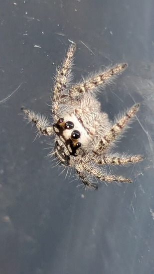 Northern White Otiosus Jumping Spider by Carl's jumping spiders