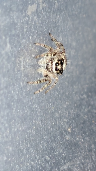 Northern White Otiosus Jumping Spider by Carl's jumping spiders