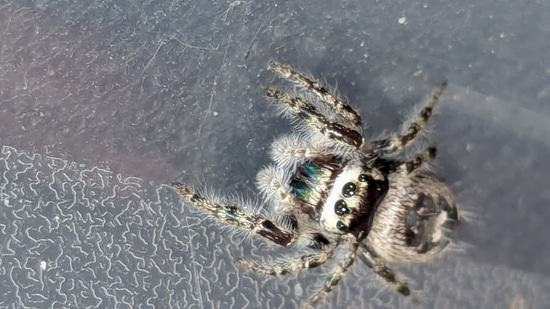 Northern White Otiosus Jumping Spider by Carl's jumping spiders