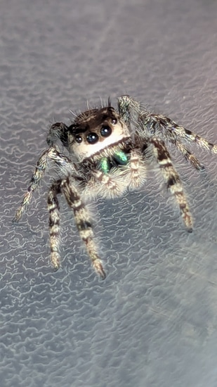 Super Peach Northern Otiosus Hybrid Jumping Spider by Carl's jumping ...