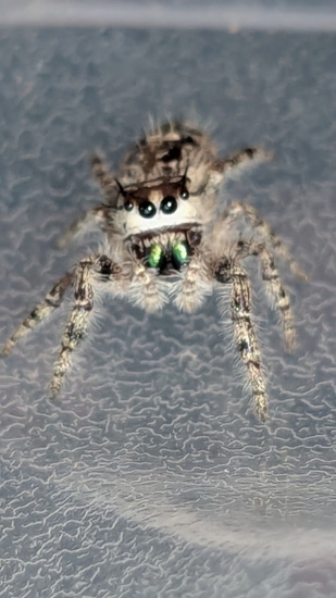 Northern White Otiosus Jumping Spider by Carl's jumping spiders