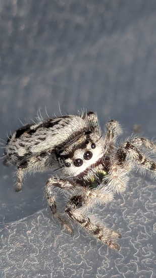 Super White Northern Otiosus Jumping Spider by Carl's jumping spiders