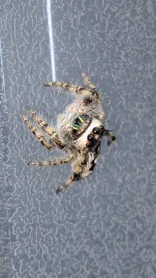 Northern White Otiosus Jumping Spider by Carl's jumping spiders