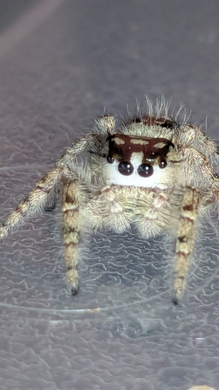 Super White Northern Otiosus Jumping Spider by Carl's jumping spiders