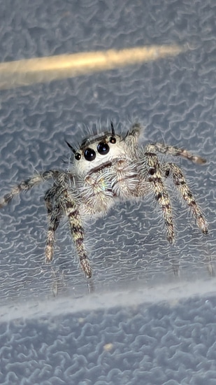 Super White Northern Otiosus Jumping Spider by Carl's jumping spiders