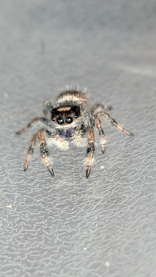 Super Fire And Peach Regal Hybrid Jumping Spider by Carl's jumping spiders