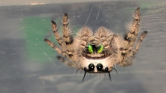 Super White Northern Otiosus Jumping Spider by Carl's jumping spiders