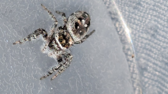 Super White Northern Otiosus Jumping Spider by Carl's jumping spiders