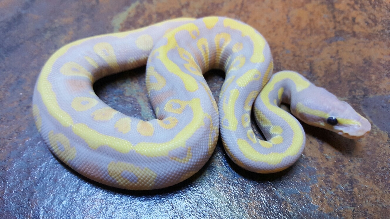 Banana Mystic Pos Special Ball Python by CJs Pets - MorphMarket
