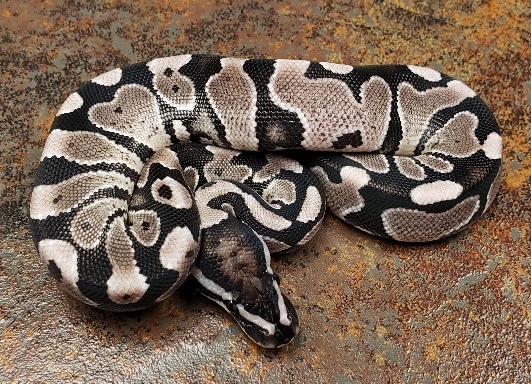 VPI Axanthic 100% Het Clown Ball Python by CJs Pets - MorphMarket
