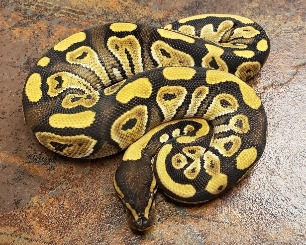 NR Mandarin Mojave Ball Python by CJs Pets - MorphMarket