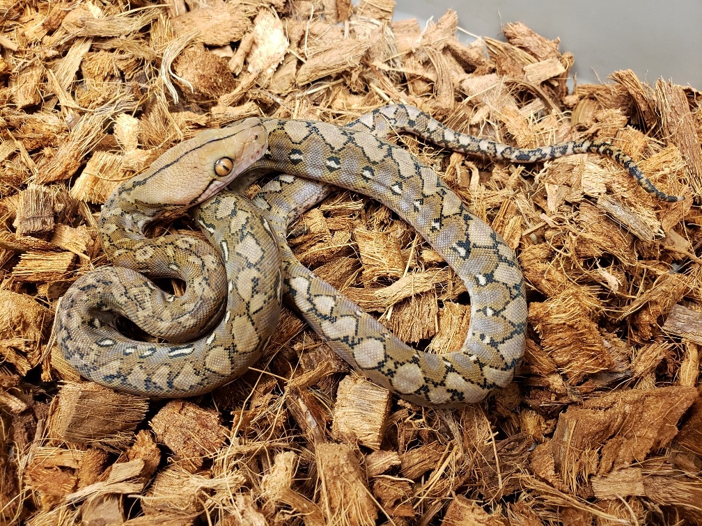 Pure Super Dwarf Reticulated Python by CJs Pets - MorphMarket