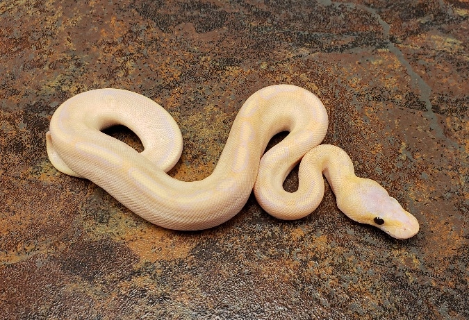 Banana Champagne Pos Het Pied Ball Python by CJs Pets - MorphMarket