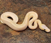 Banana Champagne Pos Het Pied Ball Python by CJs Pets - MorphMarket