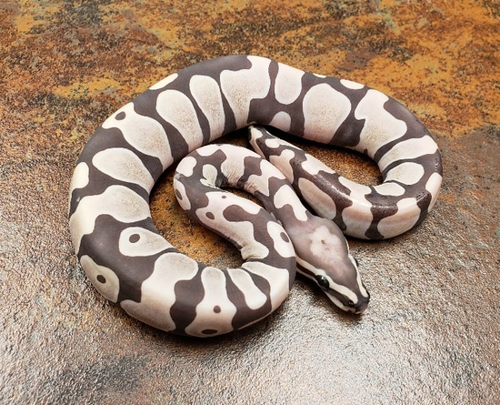 Scaleless Ball Python by CJs Pets
