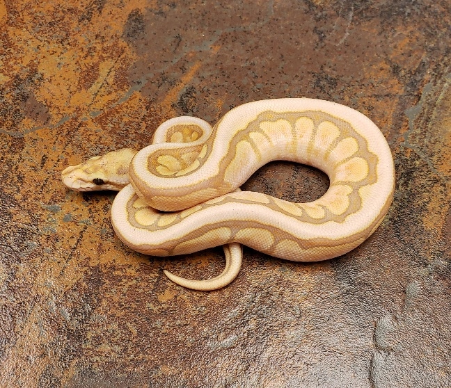 Coral Glow Cypress Spider Ball Python by CJs Pets - MorphMarket