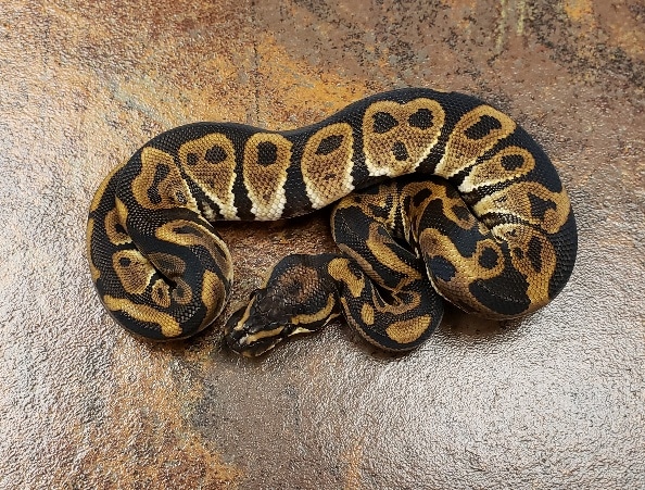 Leopard Hydra Ball Python by CJs Pets - MorphMarket