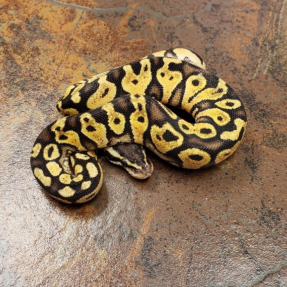Pastel Asphalt Ball Python by CJs Pets - MorphMarket