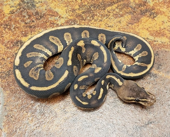 Super Chocolate Ball Python by CJs Pets - MorphMarket