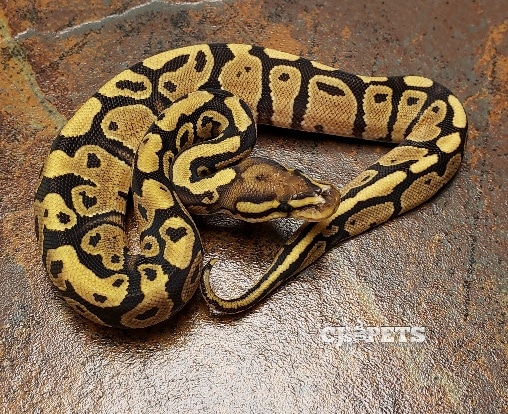 Mckenzie Pos Het Clown Ball Python by CJs Pets - MorphMarket