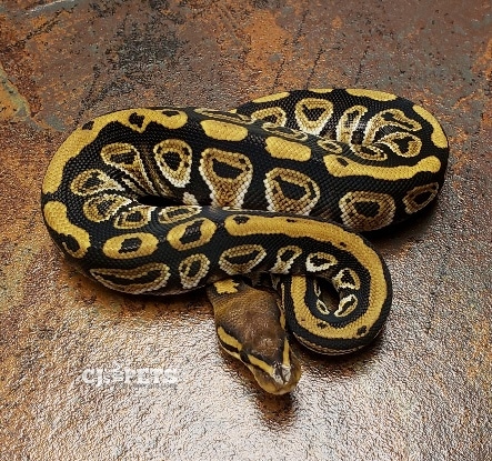 Cypress Double Het VPI Axanthic Clown Ball Python by CJs Pets - MorphMarket