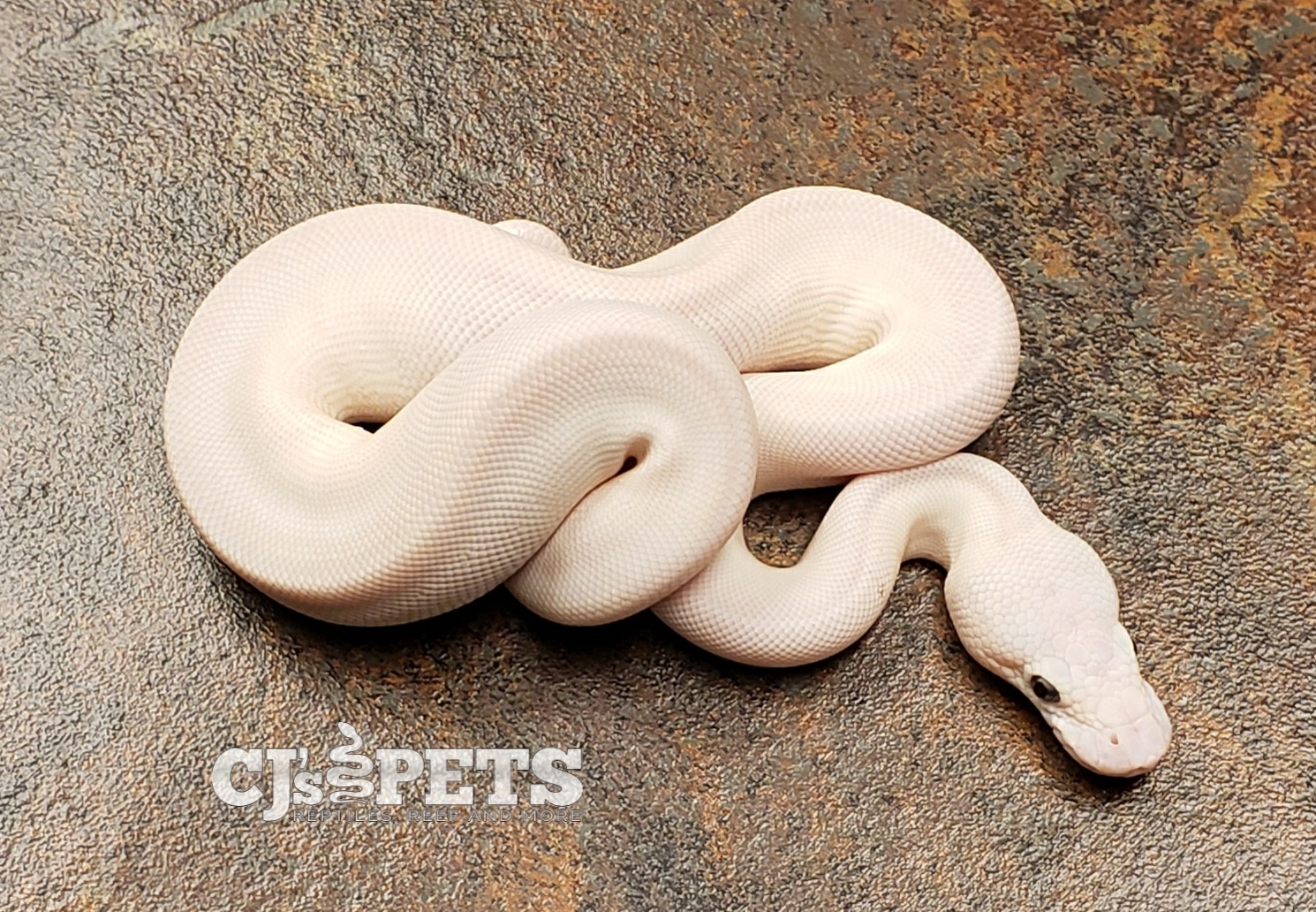 BEL Super Butter Ball Python by CJs Pets - MorphMarket