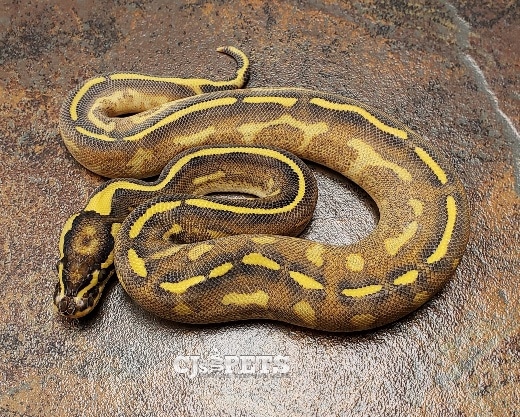 Enchi Freeway Ball Python by CJs Pets - MorphMarket