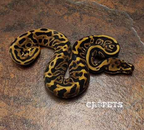 Leopard Spot Nose Het Clown Ball Python by CJs Pets - MorphMarket