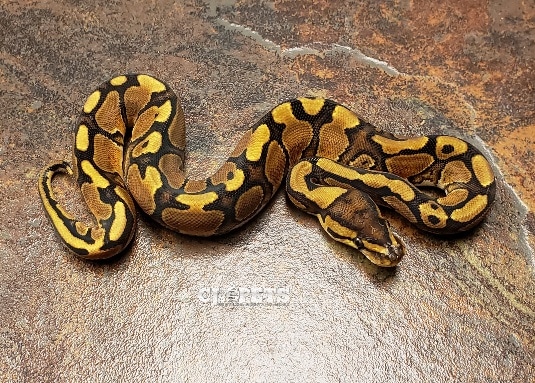 Red Stripe Red Gene Ball Python by CJs Pets - MorphMarket