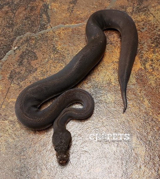 8 Cinnamon Black Pastel Ball Python by CJs Pets - MorphMarket