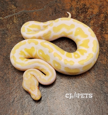 Albino Paint Ball Python by CJs Pets - MorphMarket