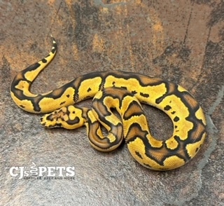 Fire Yellow Belly Clown Ball Python by CJs Pets
