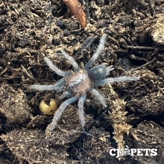 Guatemalan Tiger Rump Davus Pentaloris Tarantula by CJs Pets
