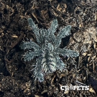 Purple Pink Toe Avicularia Purpurea Tarantula by CJs Pets