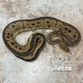 Red Stripe Clown Ball Python by CJs Pets