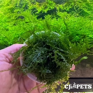 Java Moss Aquarium Plant by CJs Pets