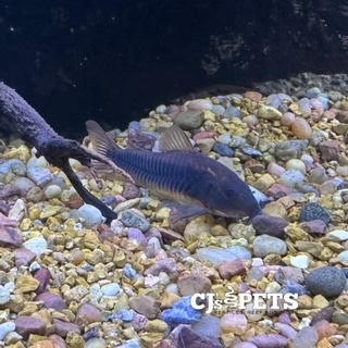 Black Cory Corydora by CJs Pets