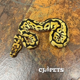 Spotnose Yellow Belly Clown