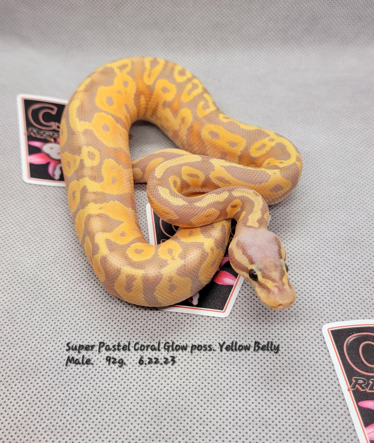 Super Pastel Coral Glow Poss Yellowbelly Ball Python by CJ's Reptiles ...
