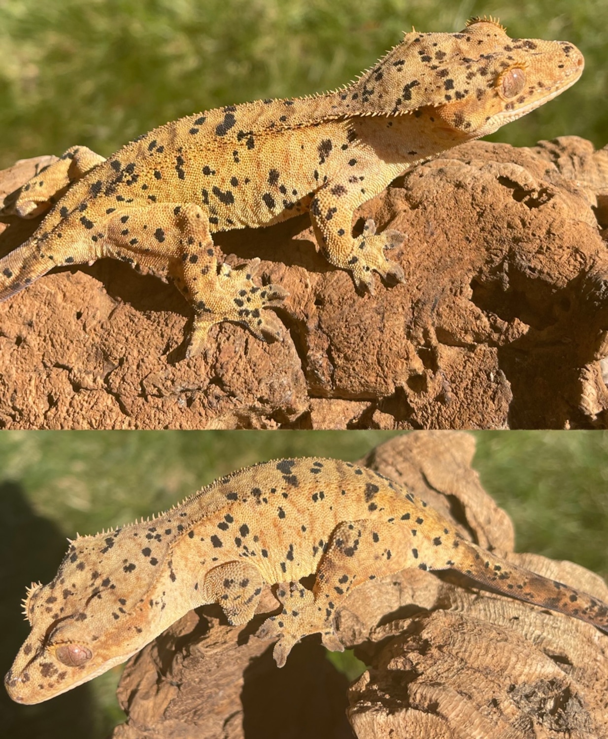 Female Super Dalmatian Crested Gecko by Spot Collector Geckos - MorphMarket