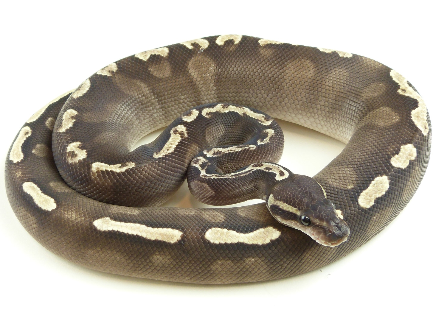 Mojave GHI Het Lavender Ball Python by Ck-pythons - MorphMarket