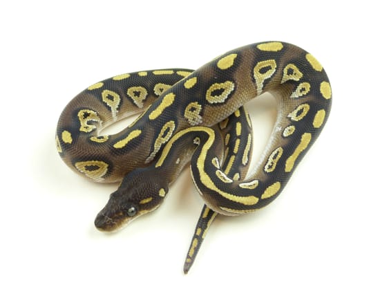 Mojave Blackhead Het Lavender Ball Python by Ck-pythons